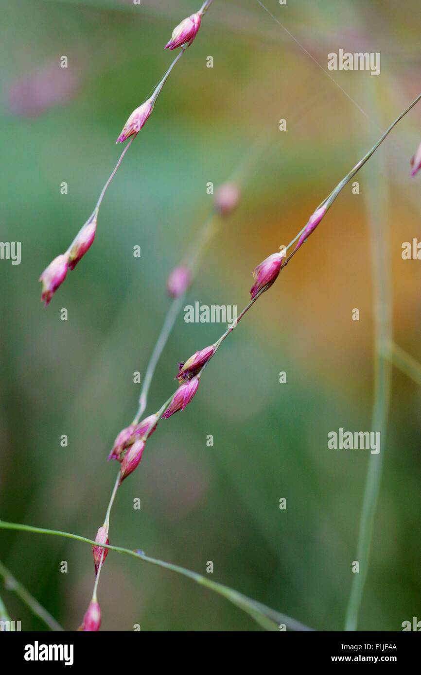 Switchgrass hi-res stock photography and images - Alamy