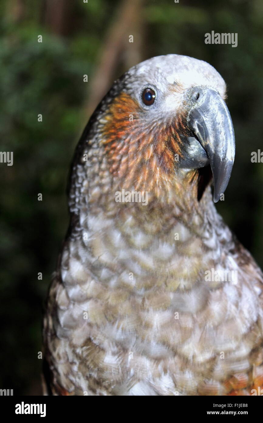 New Zealand Kaka Parrot Stock Photo - Alamy