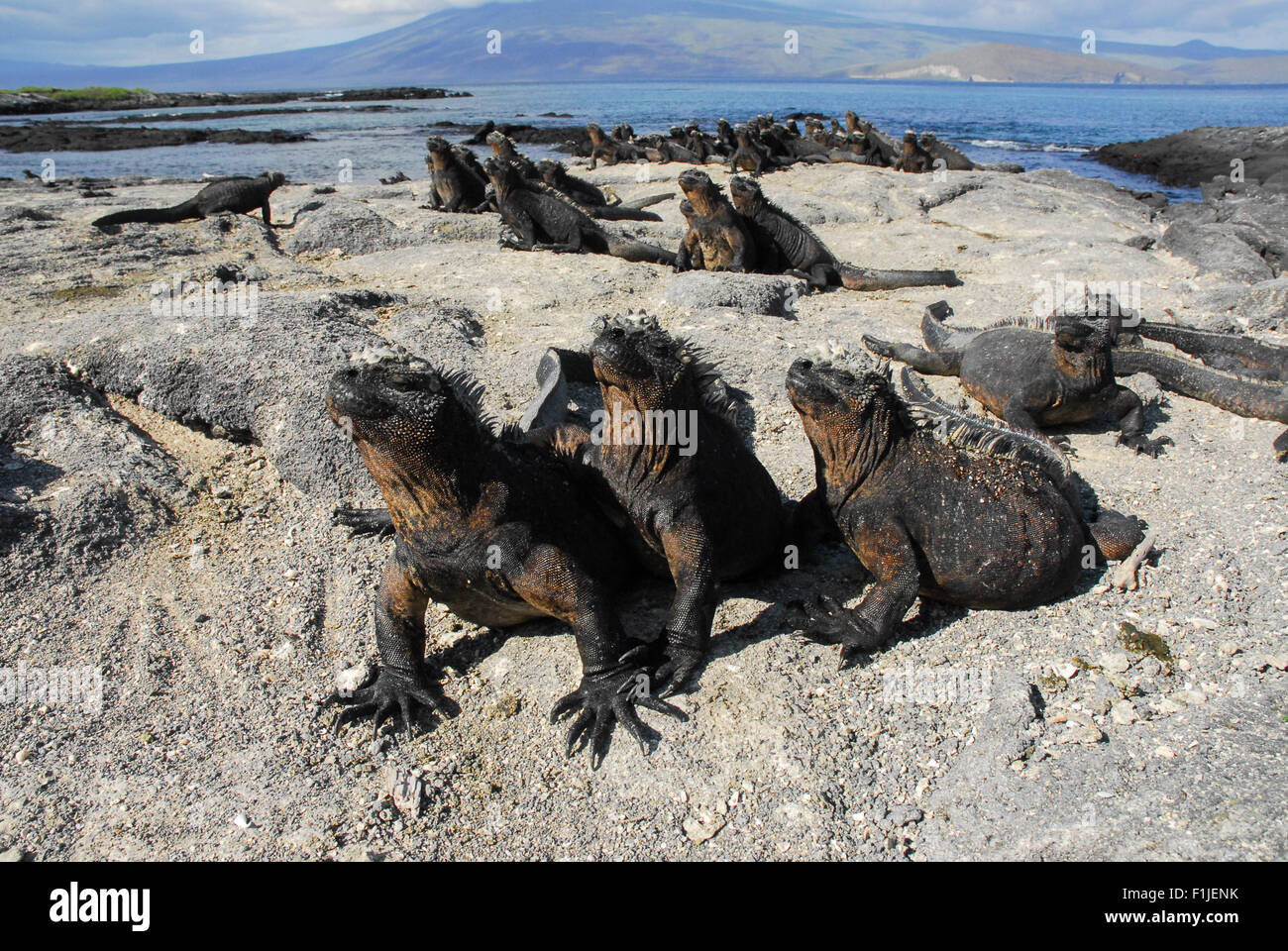 Marine Iguanas Sunbathing on Lava Rock - Galapagos Islands, Ecuador ...