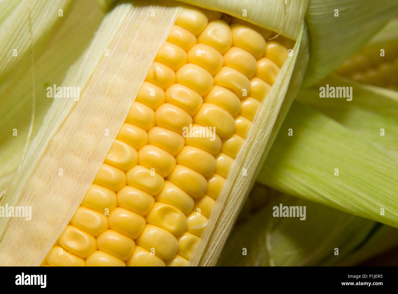 A ripe fruit of corn on a surface Stock Photo - Alamy