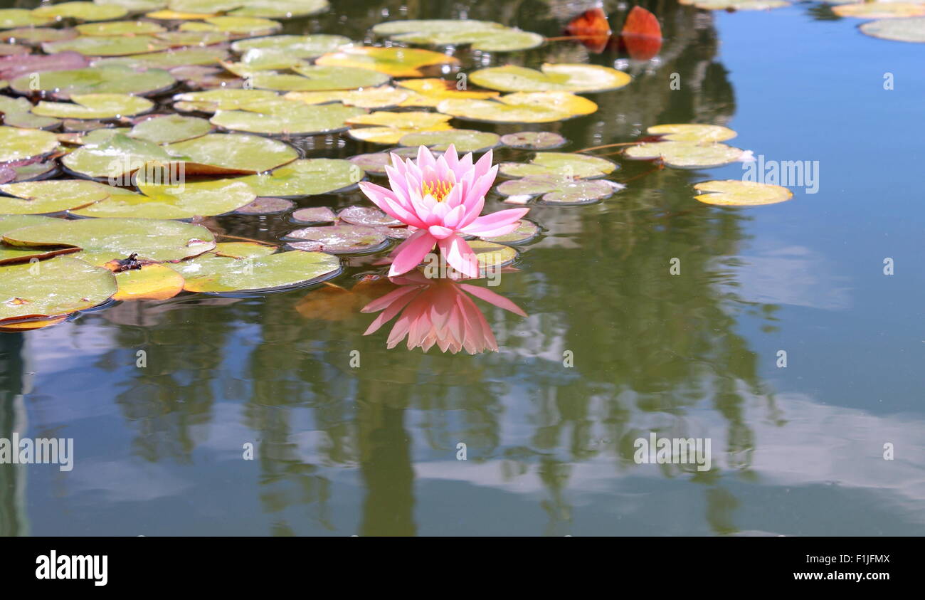 Water Lily (Nymphaeaceae Stock Photo - Alamy