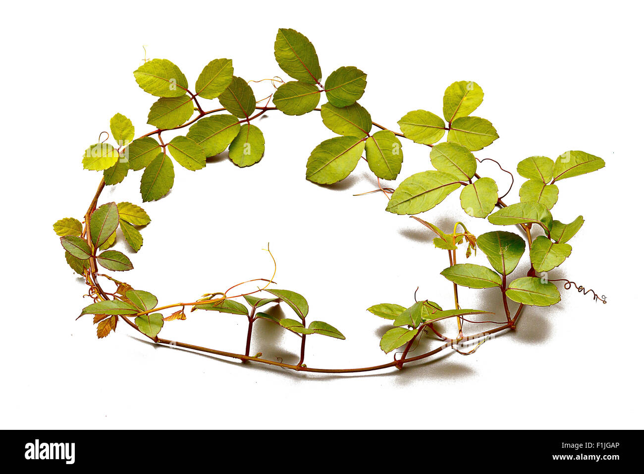 Ivy plant natural circle hi-res stock photography and images - Alamy