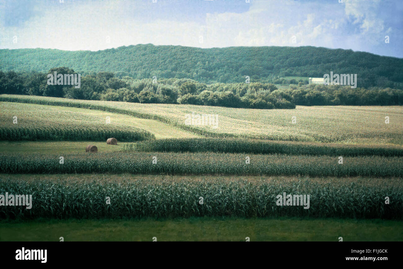 Midwestern corn fields hi-res stock photography and images - Alamy