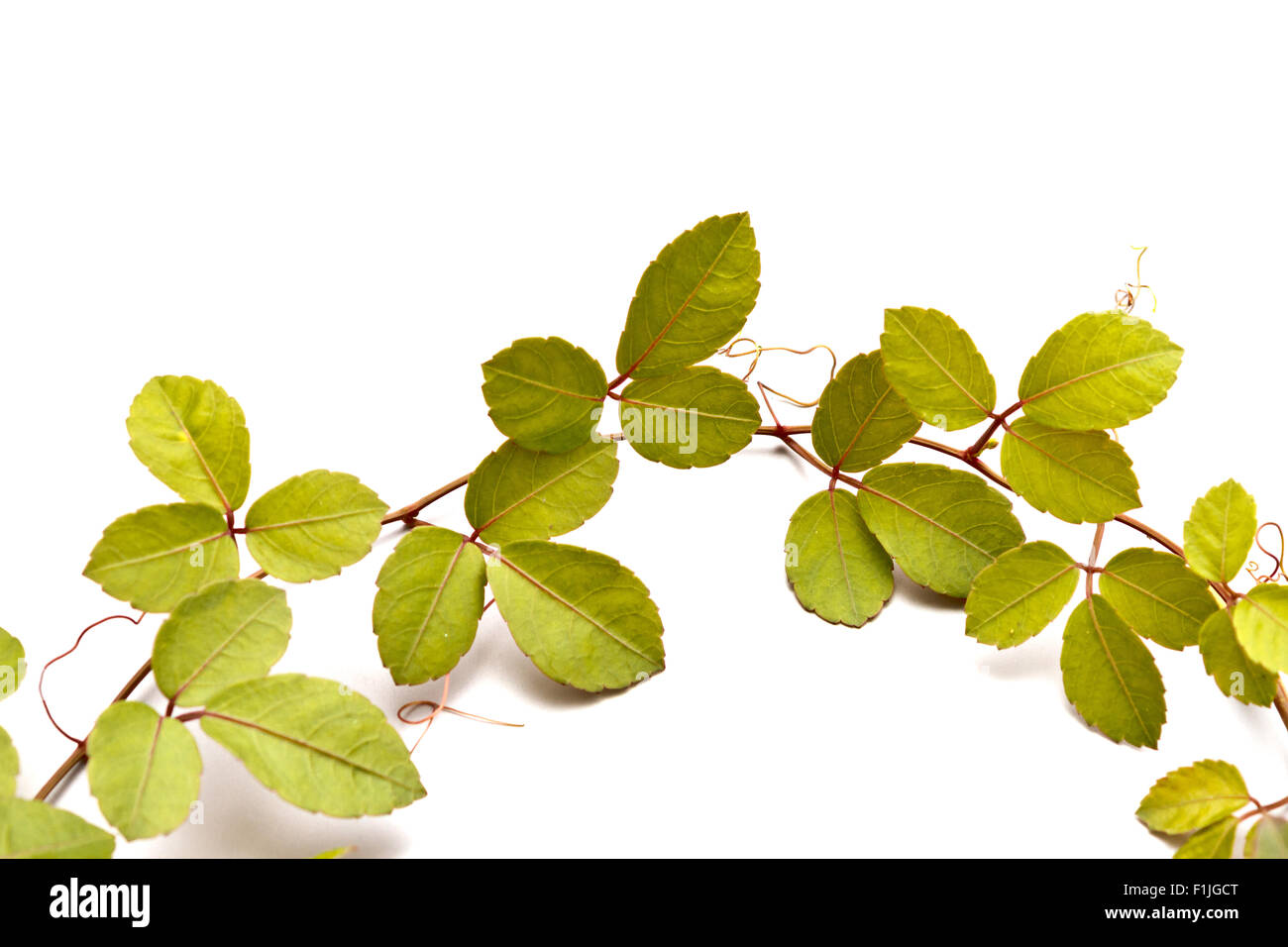 creeping plant placed on the table Stock Photo - Alamy