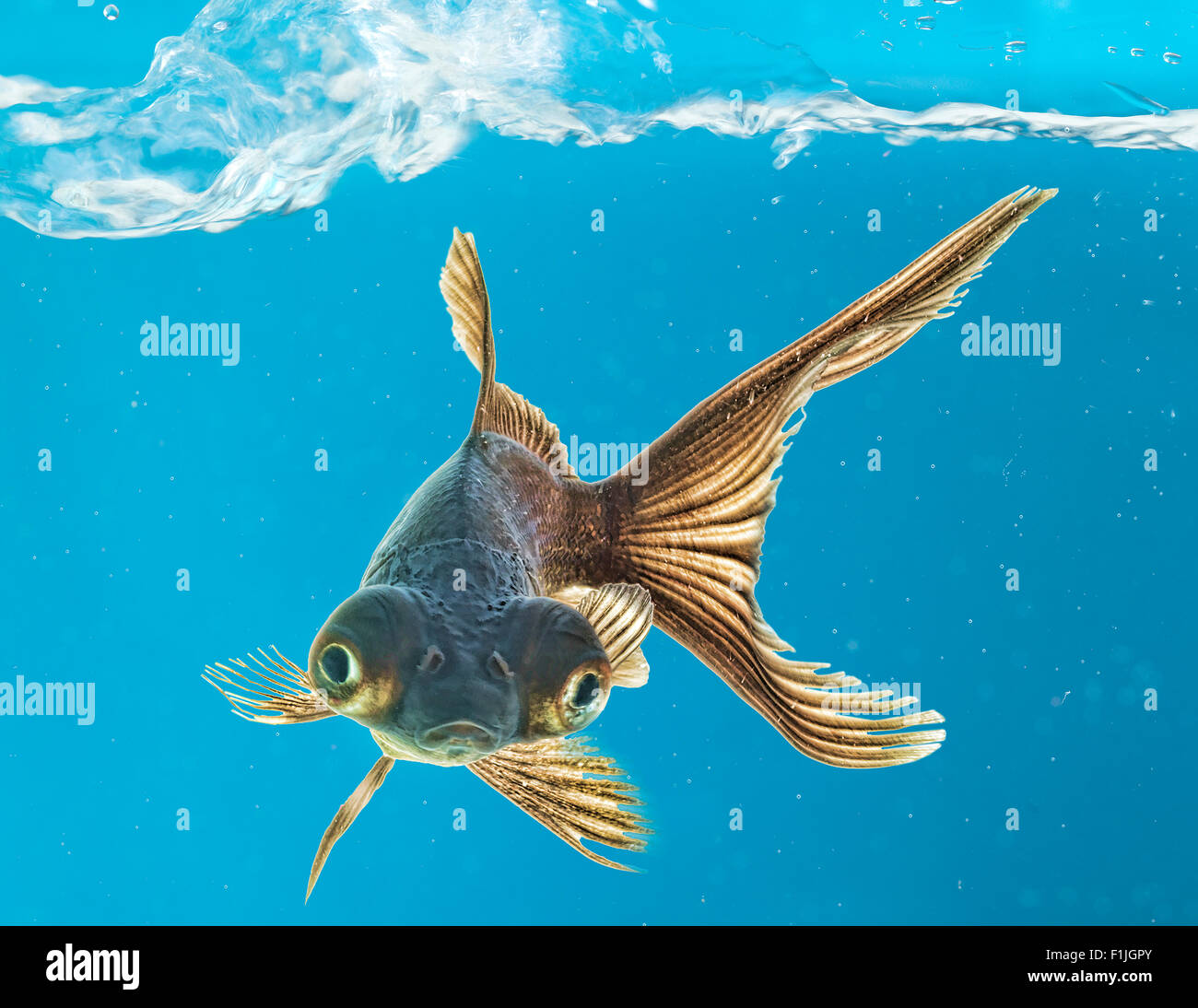 Close-up of a fish with big eyes Stock Photo - Alamy