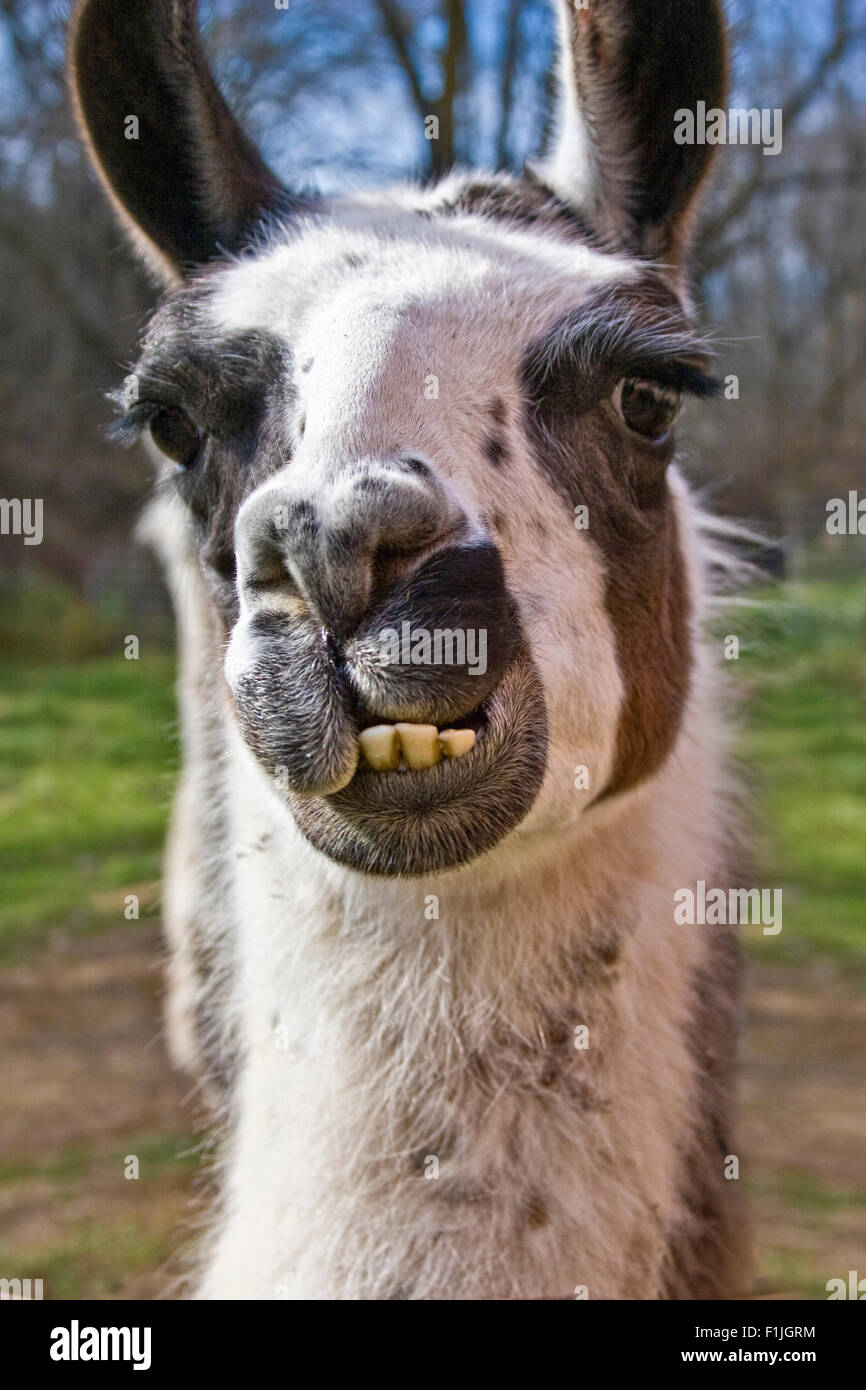 Llama Smile Rojo The Llama