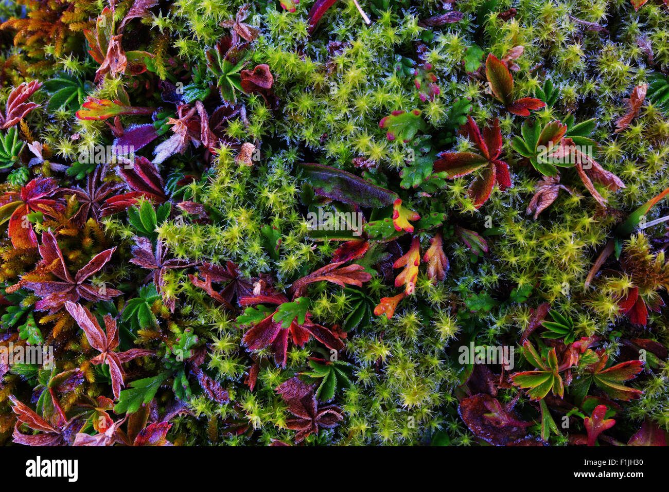 Tundra above tree line hi-res stock photography and images - Alamy