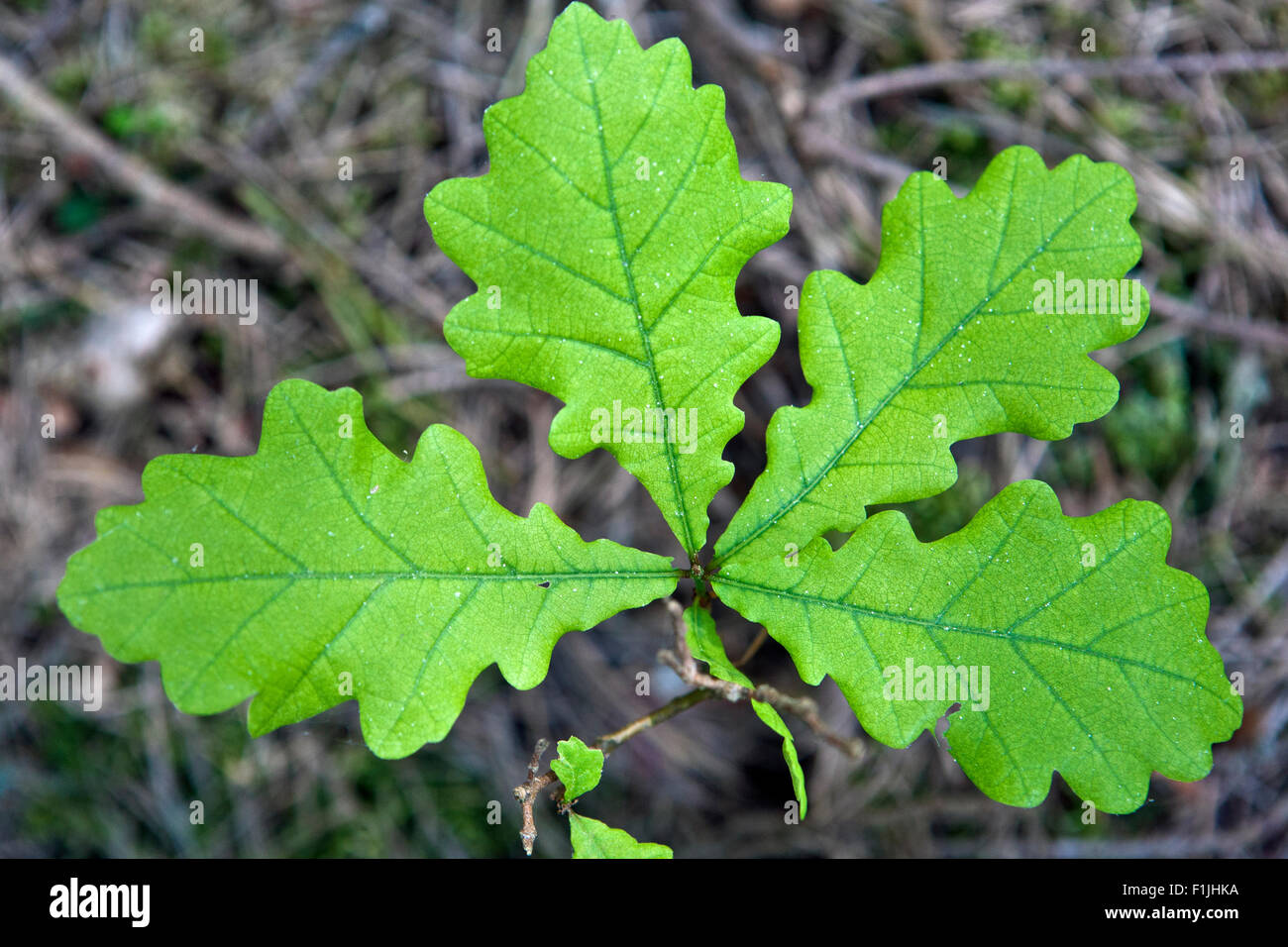 Fresh new leaves of a young oak tree in Kemeru National Park Latvia ...