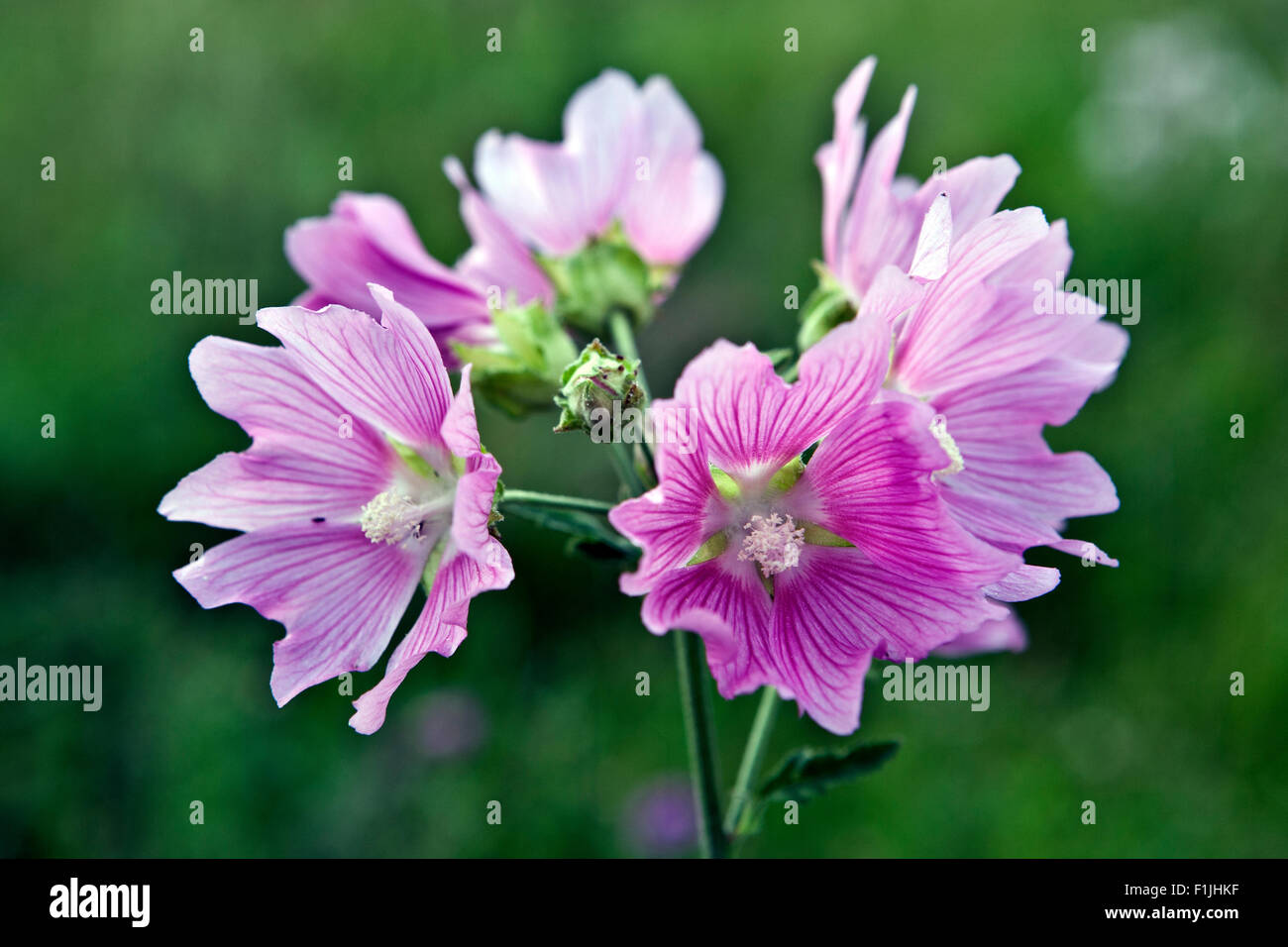 Malva alcea hi-res stock photography and images - Alamy