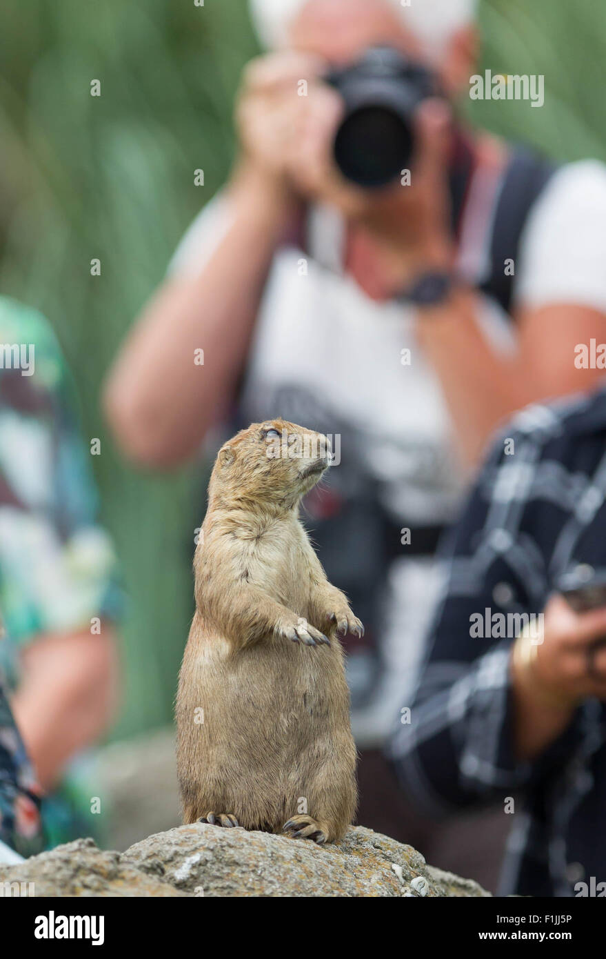 Black tailed prairie dog teeth hi-res stock photography and images - Alamy