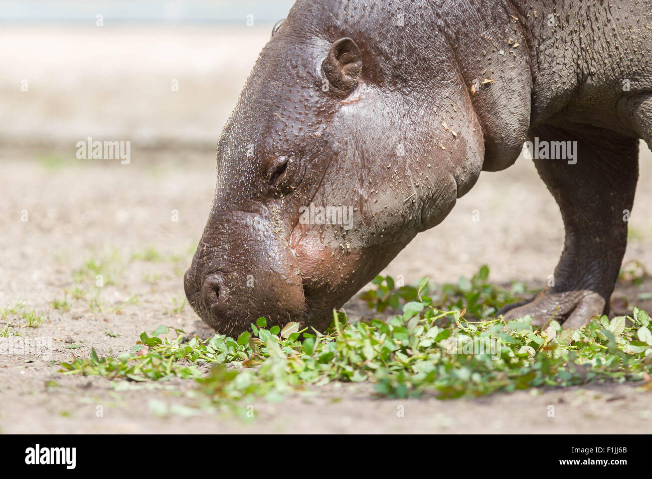 Pygmy hippopotamus (Choeropsis liberiensis) eating green leaves Stock ...