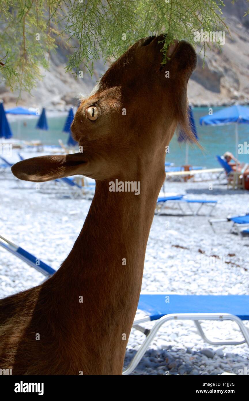 Goat on Sweetwater beach, southern coast of Crete Greece Stock Photo ...