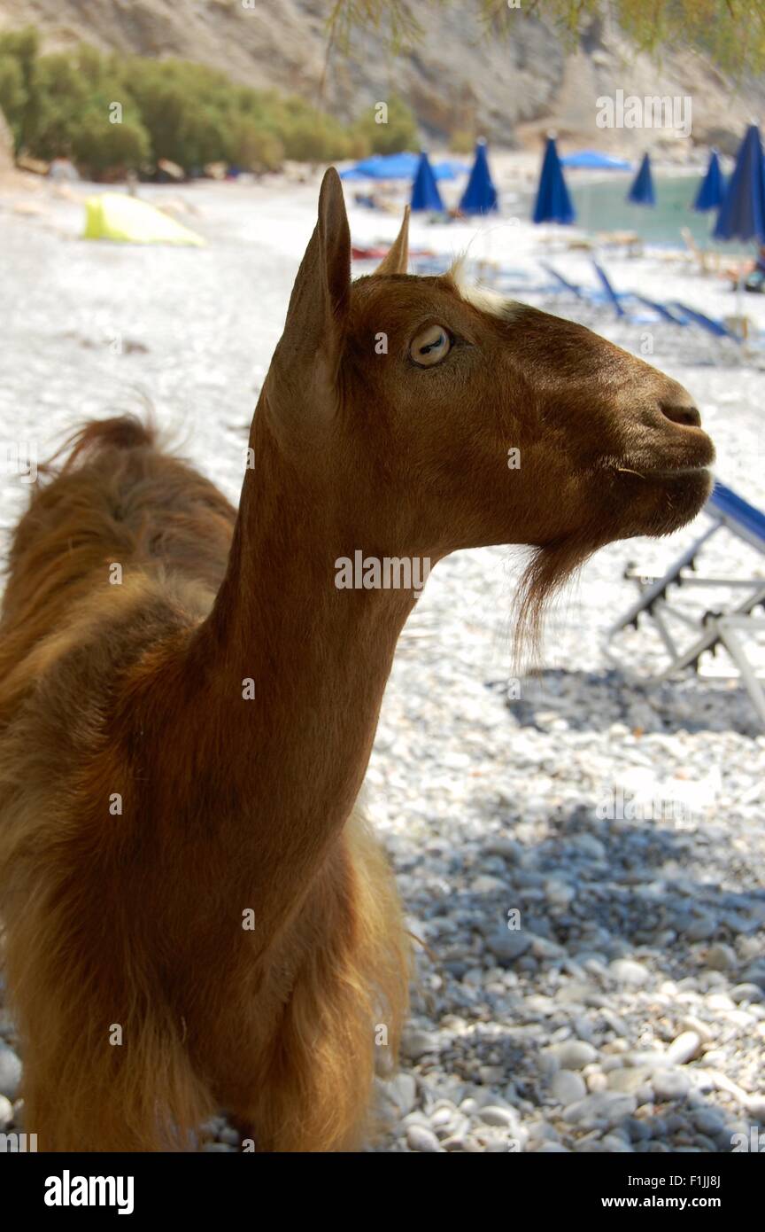 Goat on Sweetwater beach, southern coast of Crete Greece Stock Photo ...