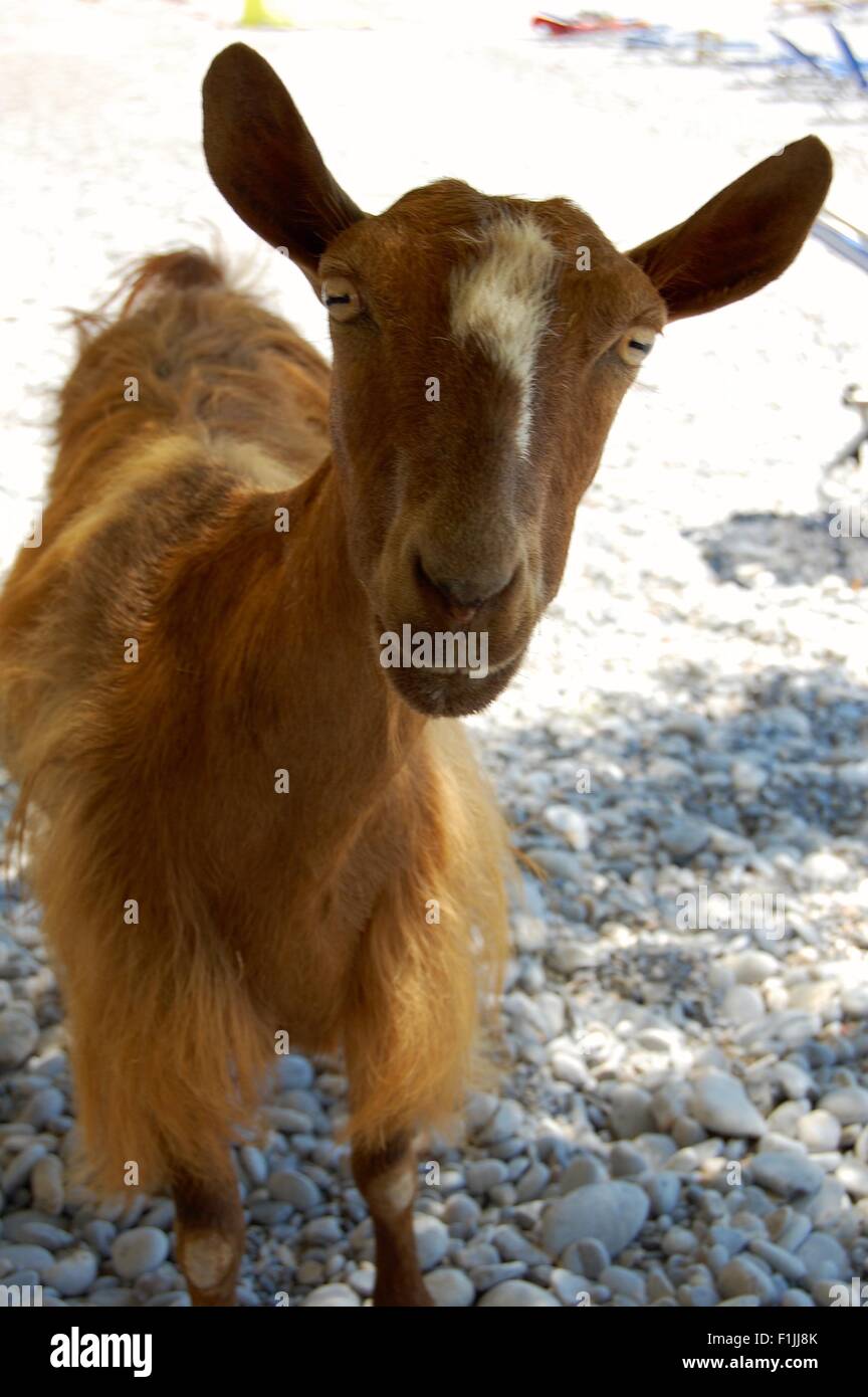 Goat on Sweetwater beach, southern coast of Crete Greece Stock Photo ...