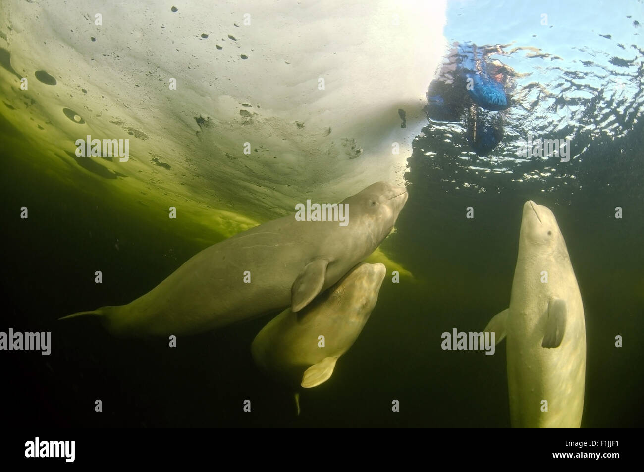 News animals whale hi-res stock photography and images - Alamy