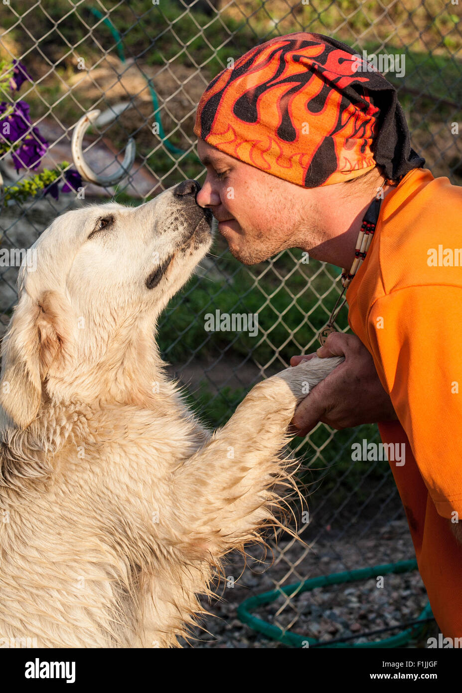 man kissing a dog labrador Stock Photo - Alamy