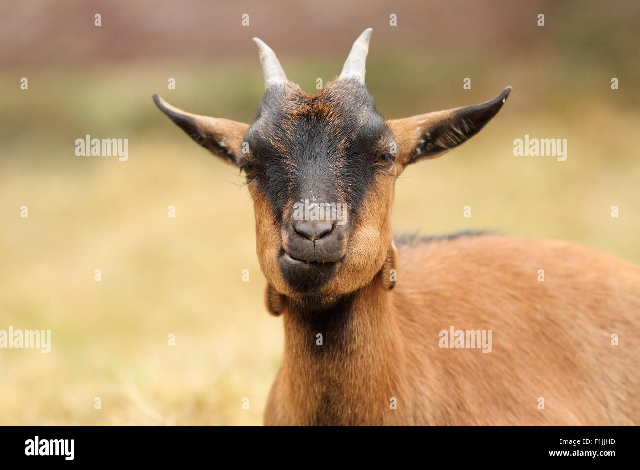 close up on the head of a beautiful brown goat from the farm Stock ...