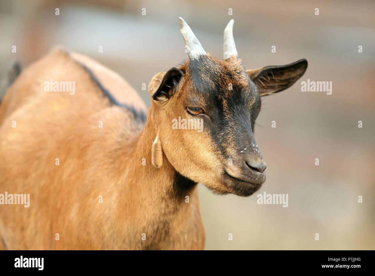 Horned male goat standing hi-res stock photography and images - Alamy