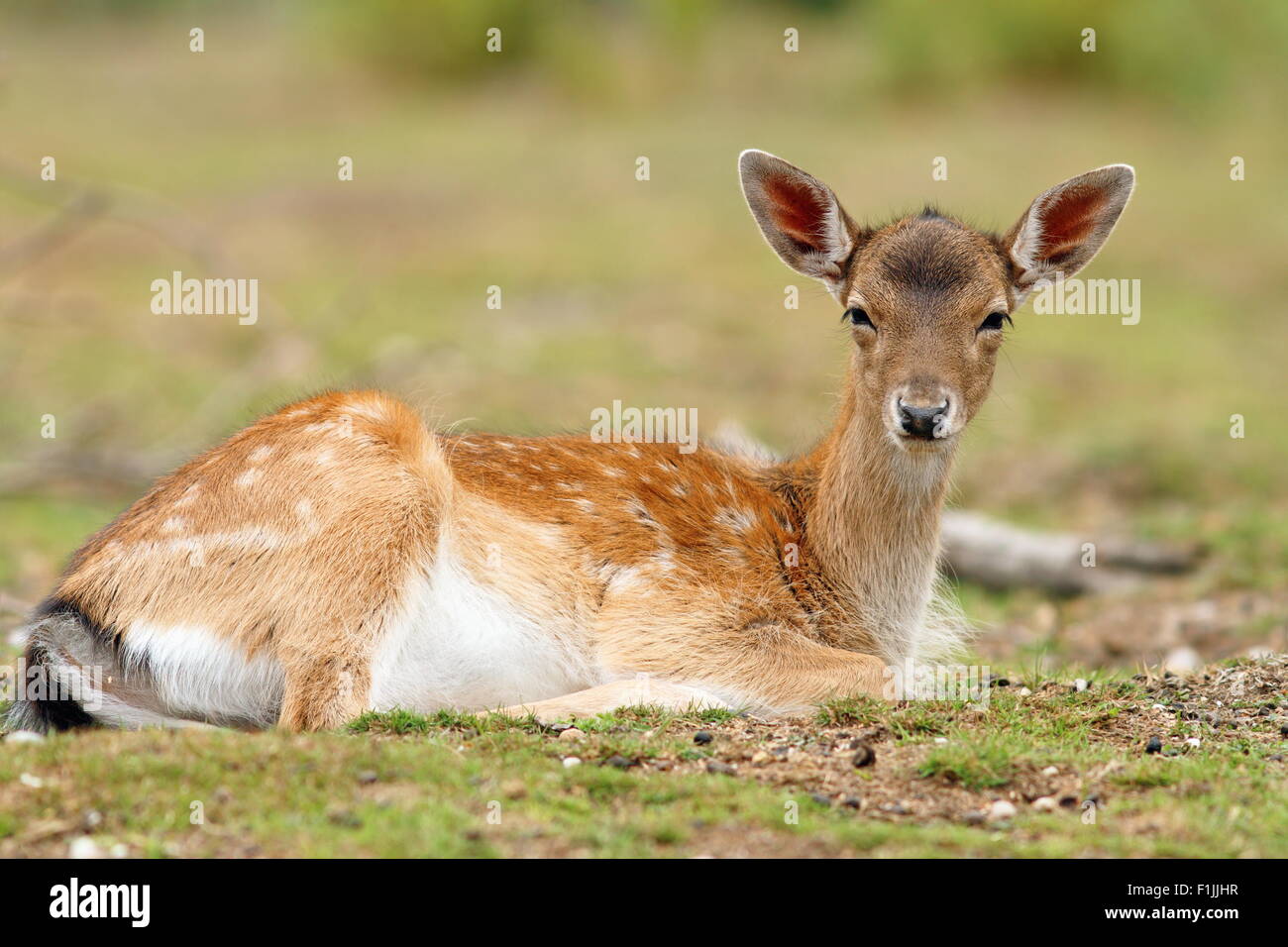 Fallow Deer Female And Young High Resolution Stock Photography and ...