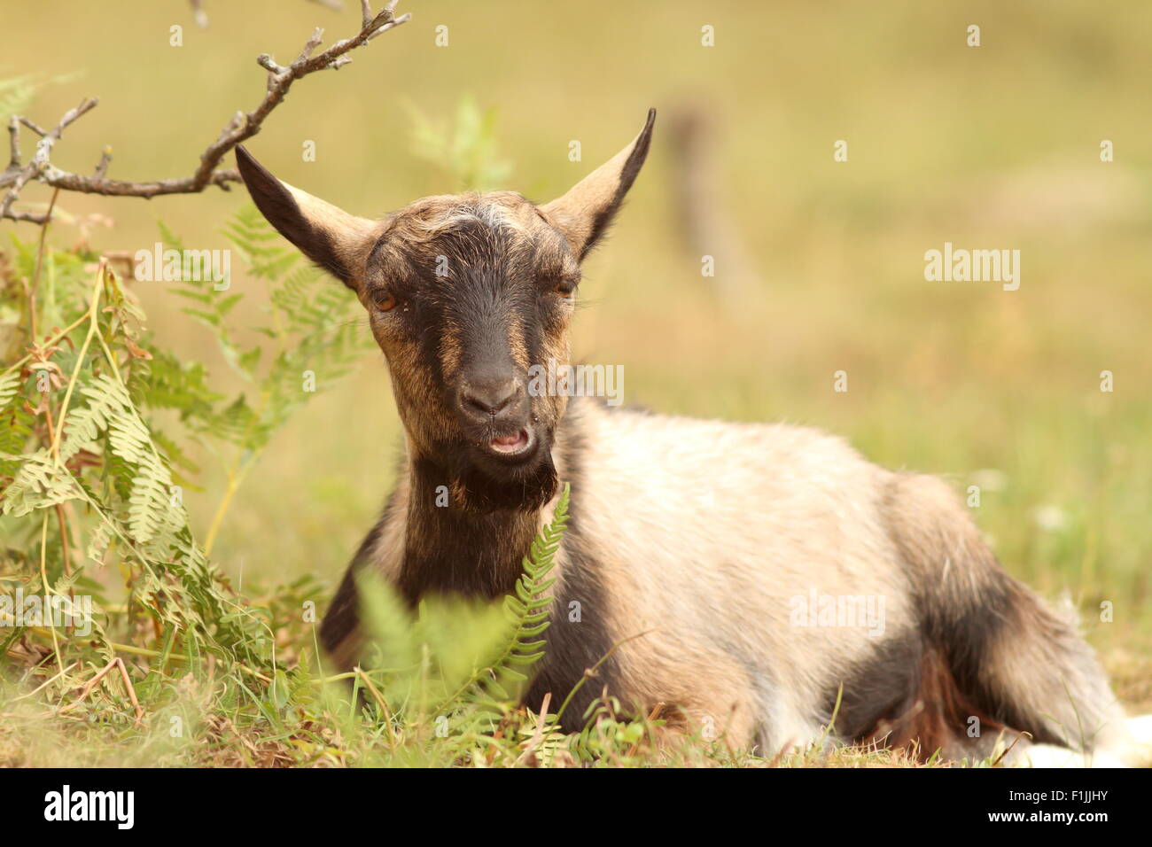 beige young goat relaxing in the grass at the farm Stock Photo - Alamy