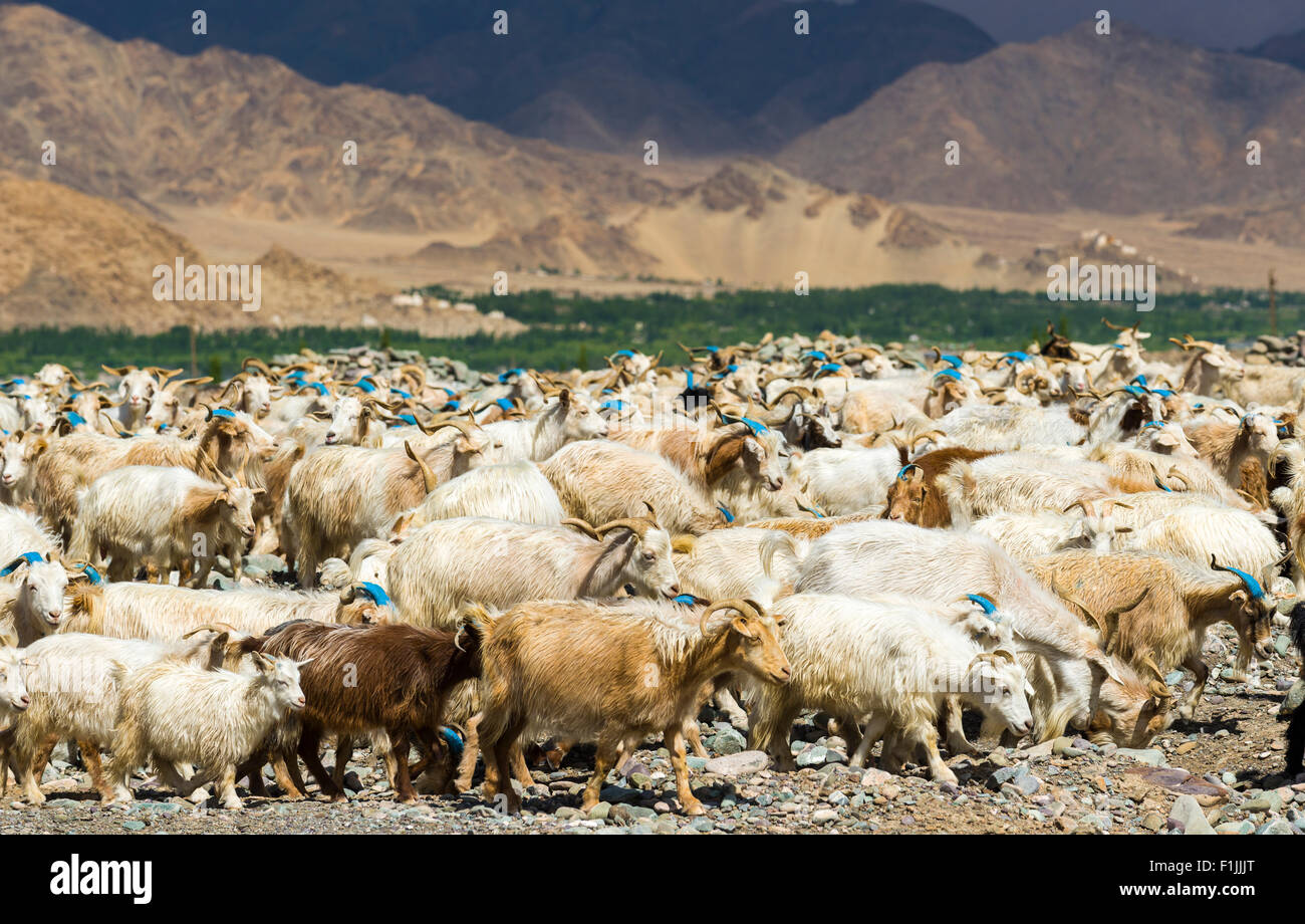 Hill Goat High Resolution Stock Photography and Images - Alamy