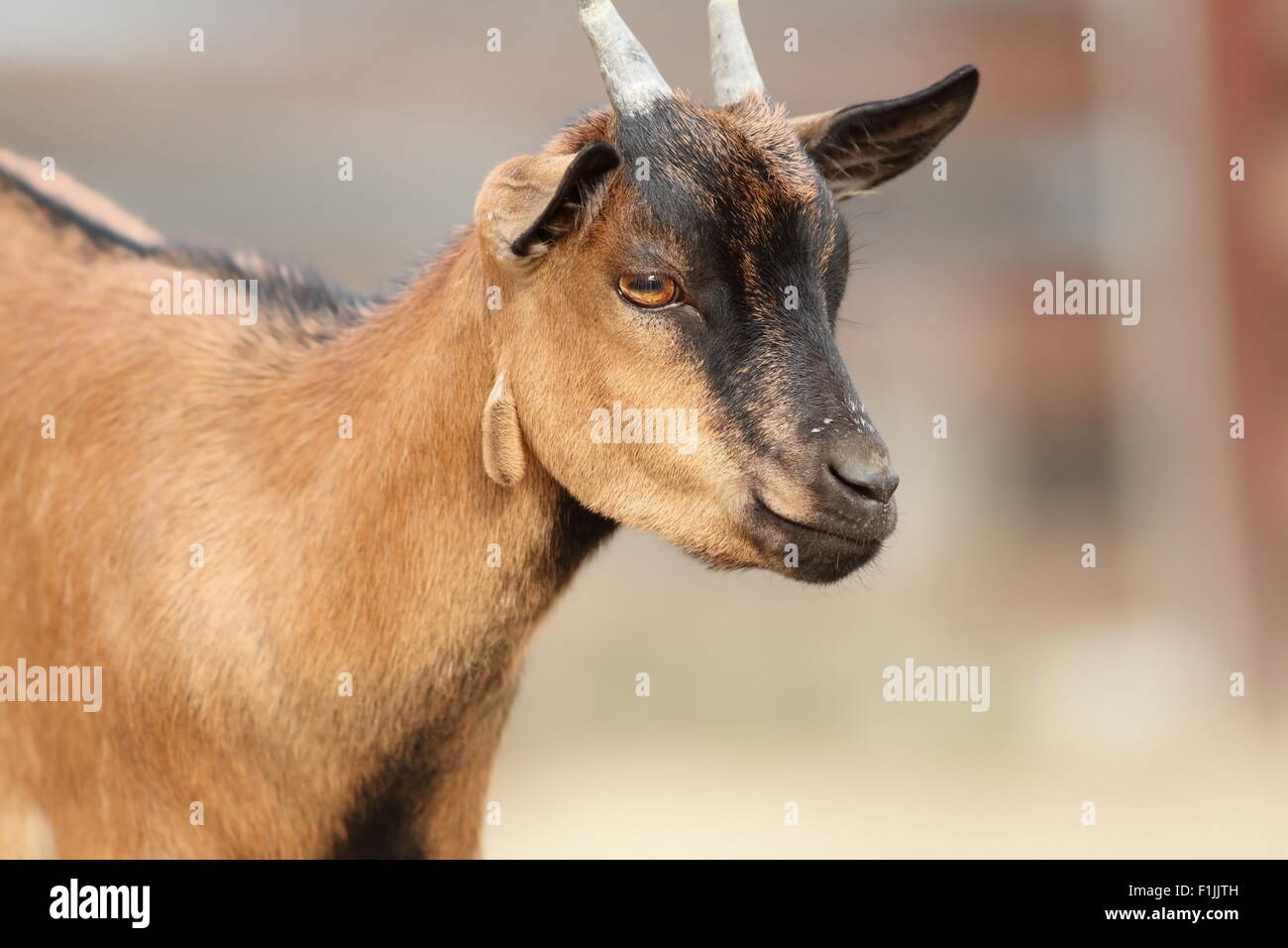 beautiful brown goat ram portrait photographed at the farm Stock Photo ...