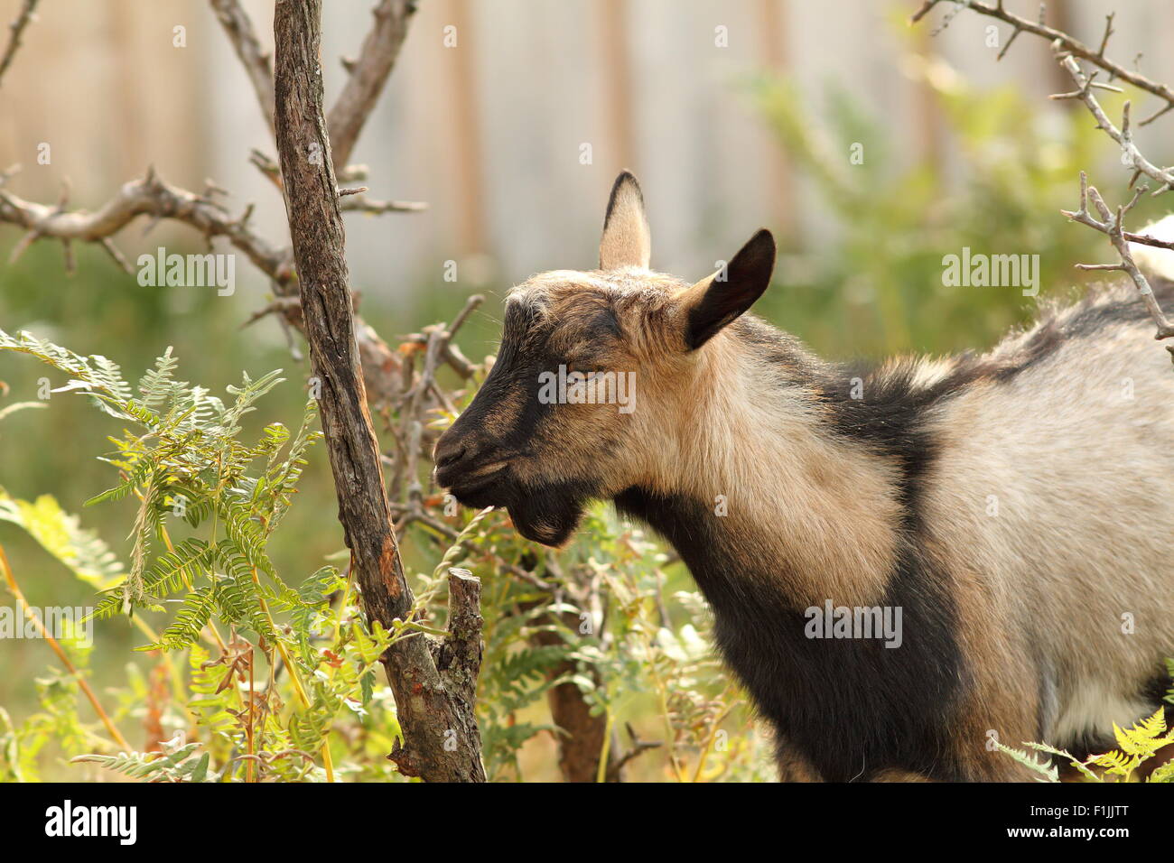 gray goat in the farmyard eating the bark of a small shrub Stock Photo ...