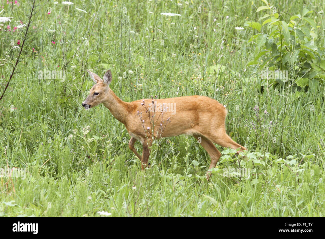 roe deer doe ( capreolus ) walking tranquil in the big green grass ...