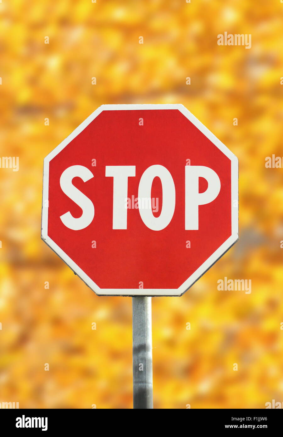 red stop traffic sign over autumnal forest background Stock Photo - Alamy