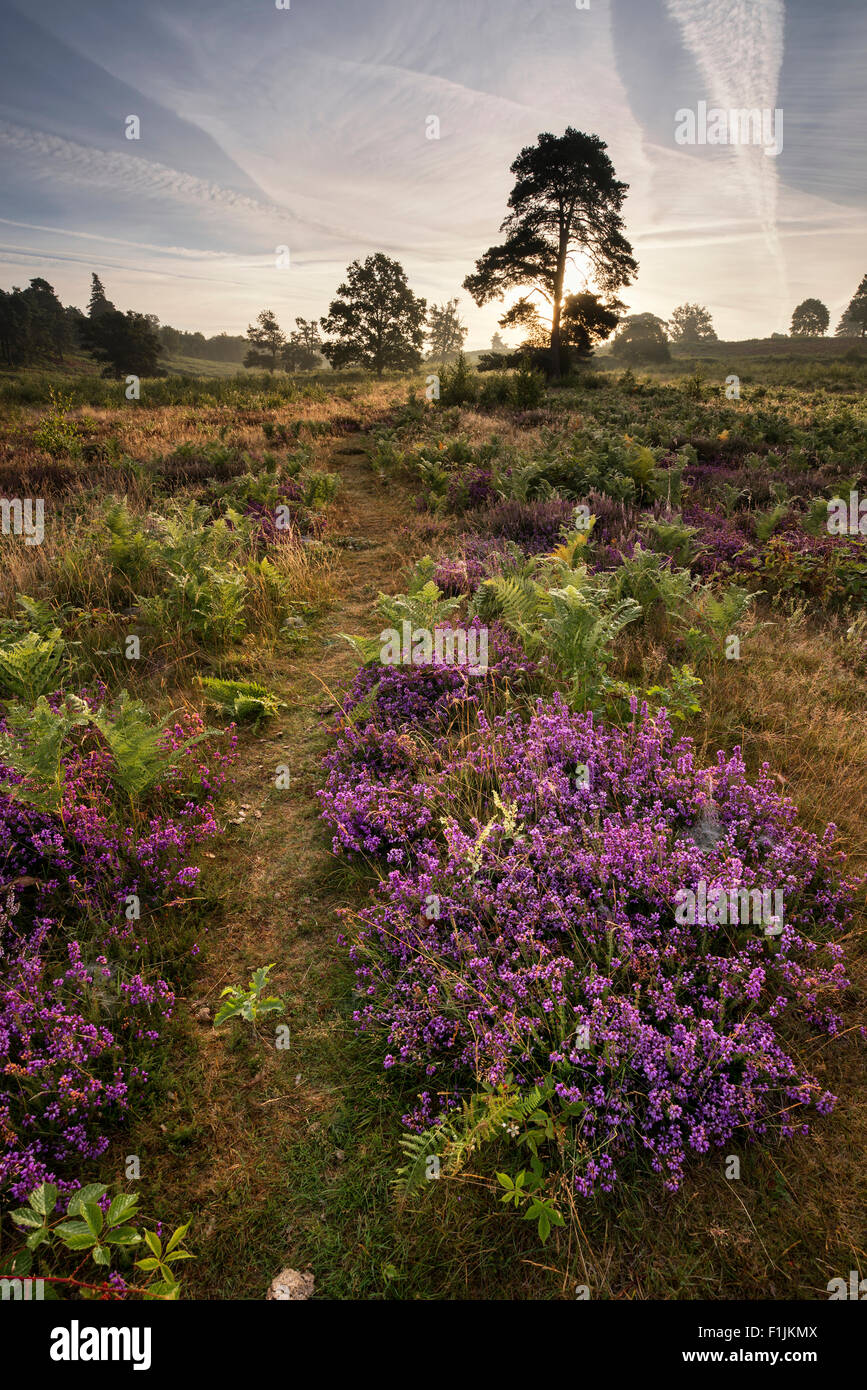 Summer sunrise landscape in forest of heather and foliage Stock Photo ...