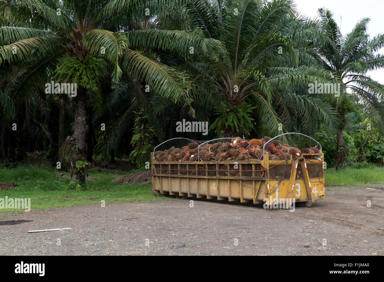 Palm oil production for food industry. Palm trees, palms, plantation in ...