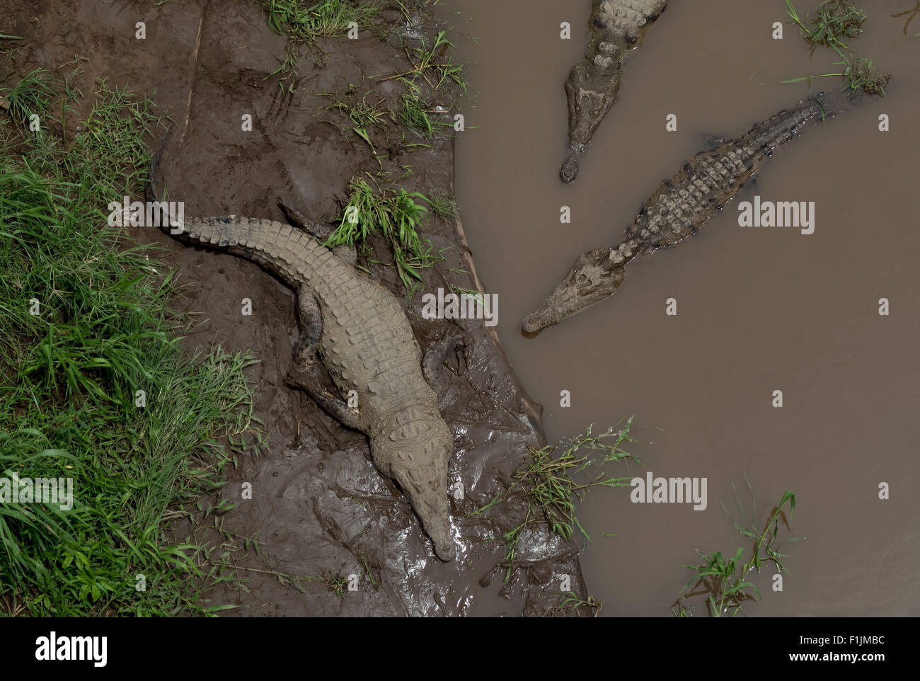 American crocodiles, wild animals on river bank, wildlife, reptiles ...