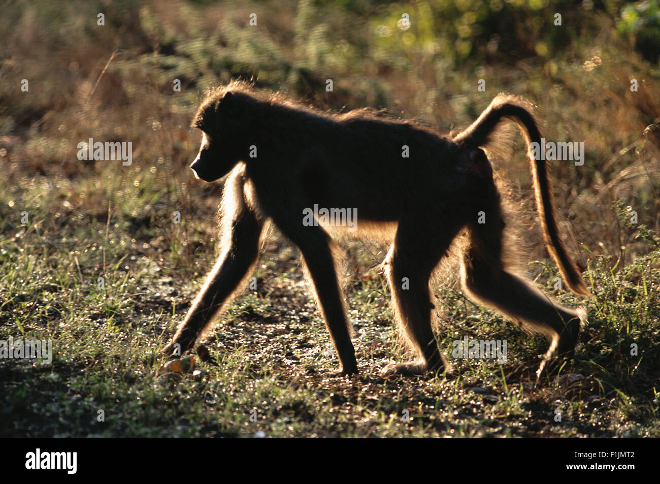 Chacma baboon walking on all fours, Kruger National Park, Mpumalanga ...