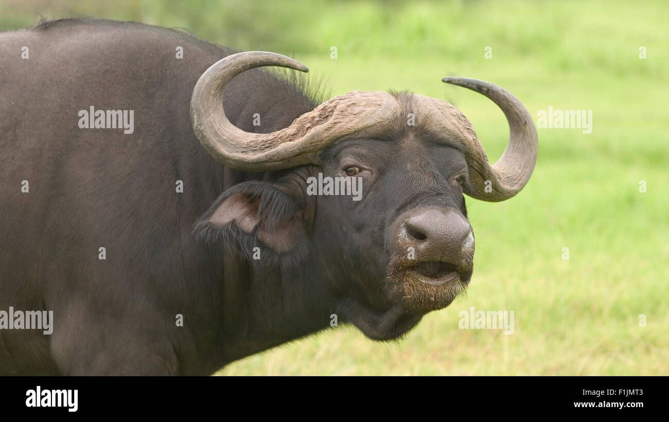 Buffalo eyes hi-res stock photography and images - Alamy