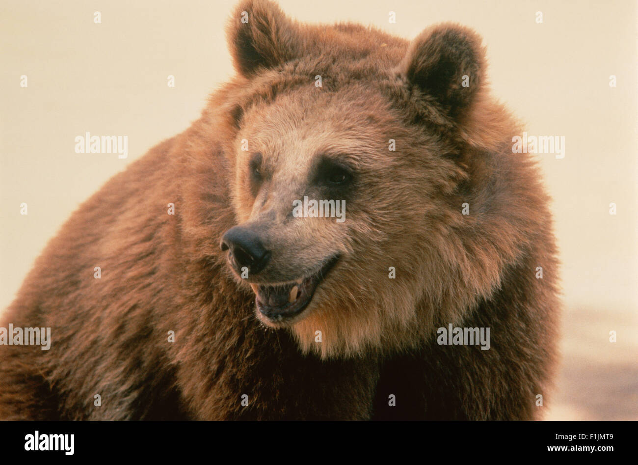 Growling bear hi-res stock photography and images - Alamy