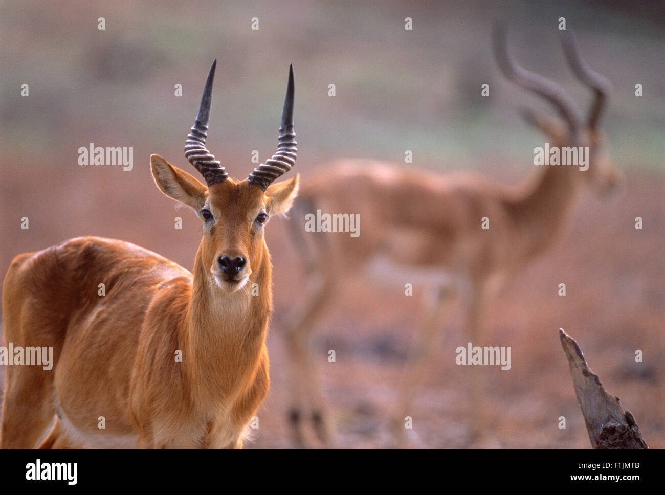 Animal puku wildlife hi-res stock photography and images - Alamy