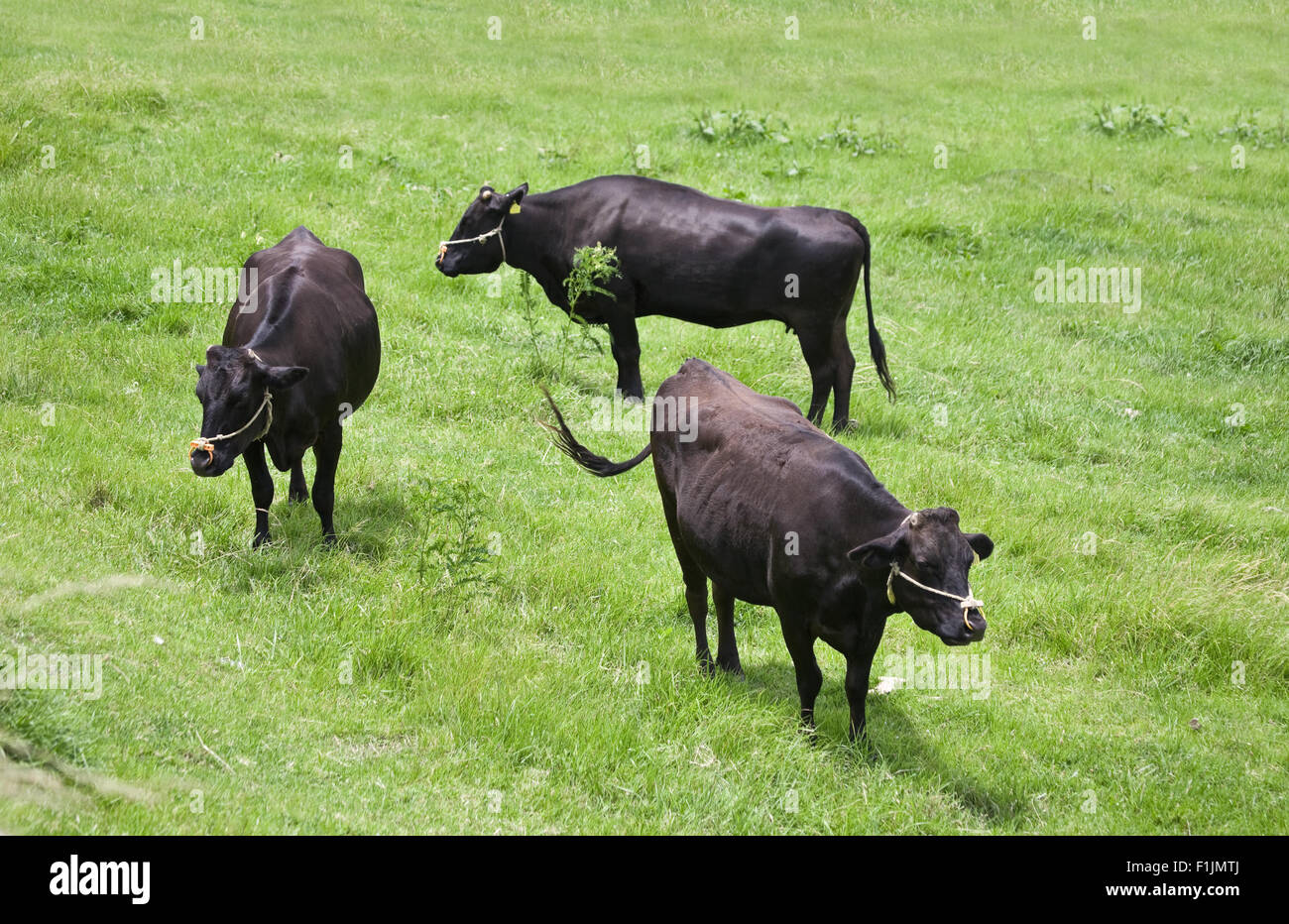 Wagyu cattle hi-res stock photography and images - Alamy