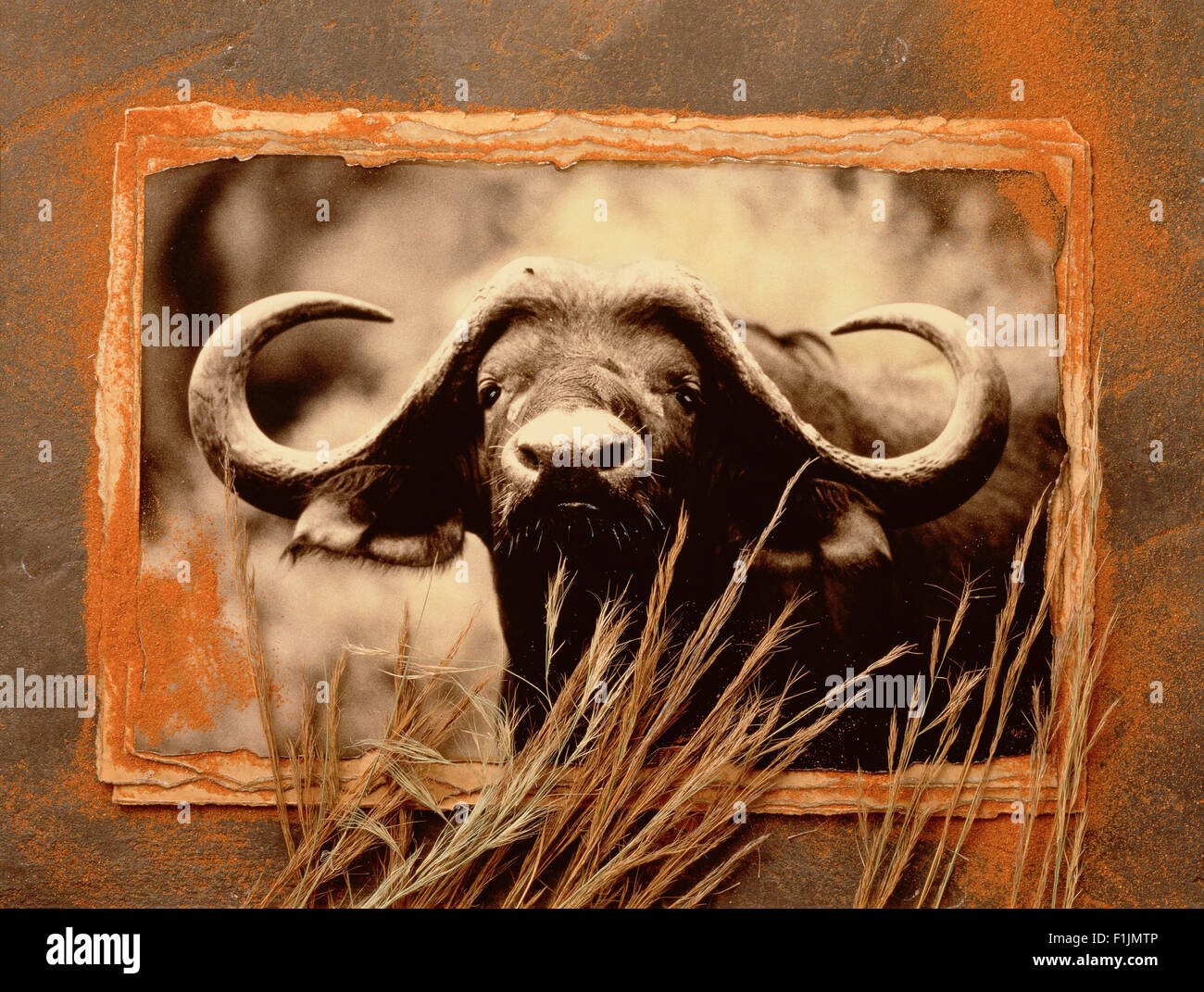 Portrait of Water Buffalo Stock Photo - Alamy