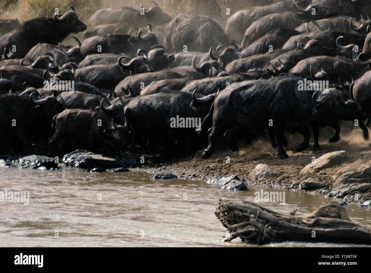 Buffalo migration hi-res stock photography and images - Alamy