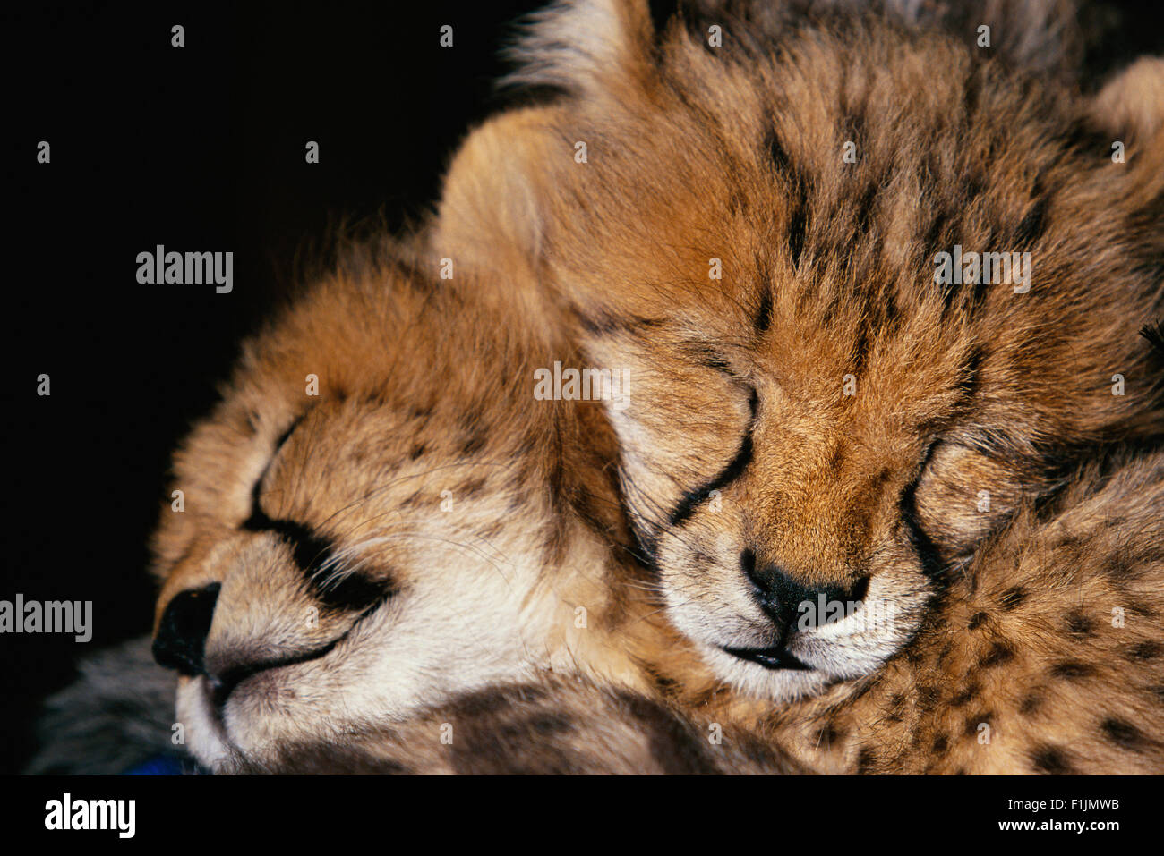 Two cheetah cubs hi-res stock photography and images - Alamy
