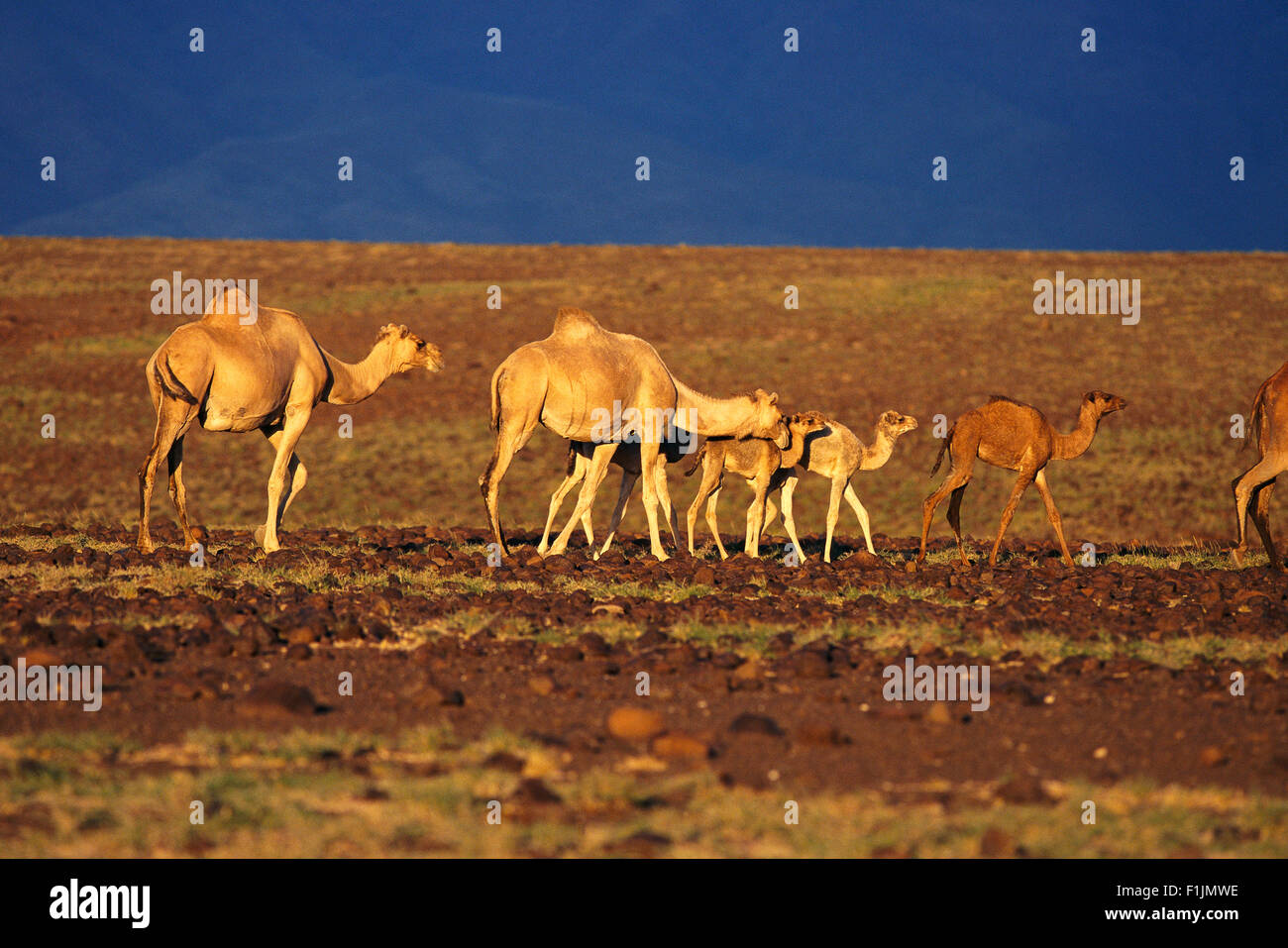 Chalbi desert hi-res stock photography and images - Alamy