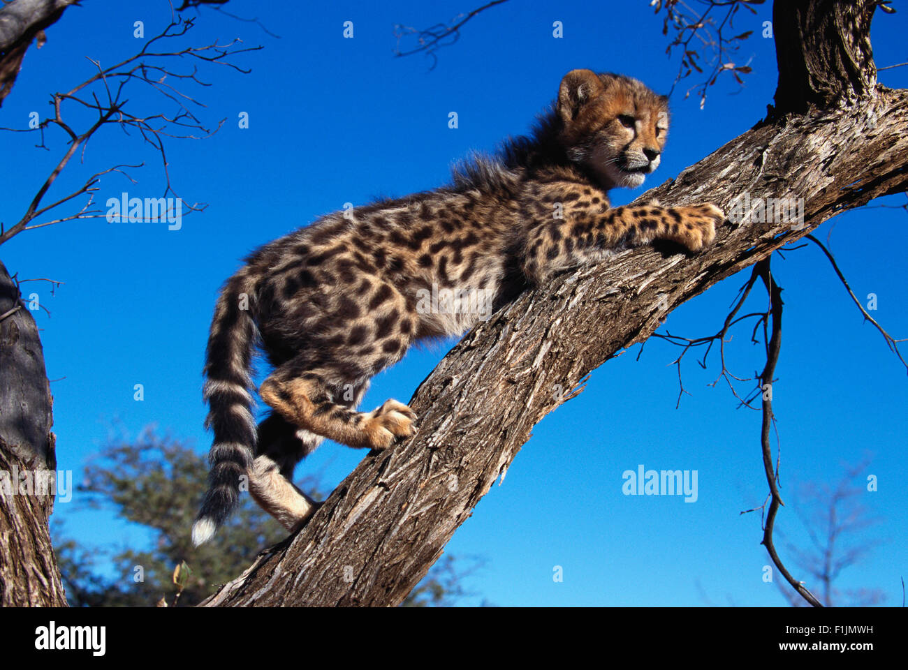 Cheetah cub climbing hi-res stock photography and images - Alamy