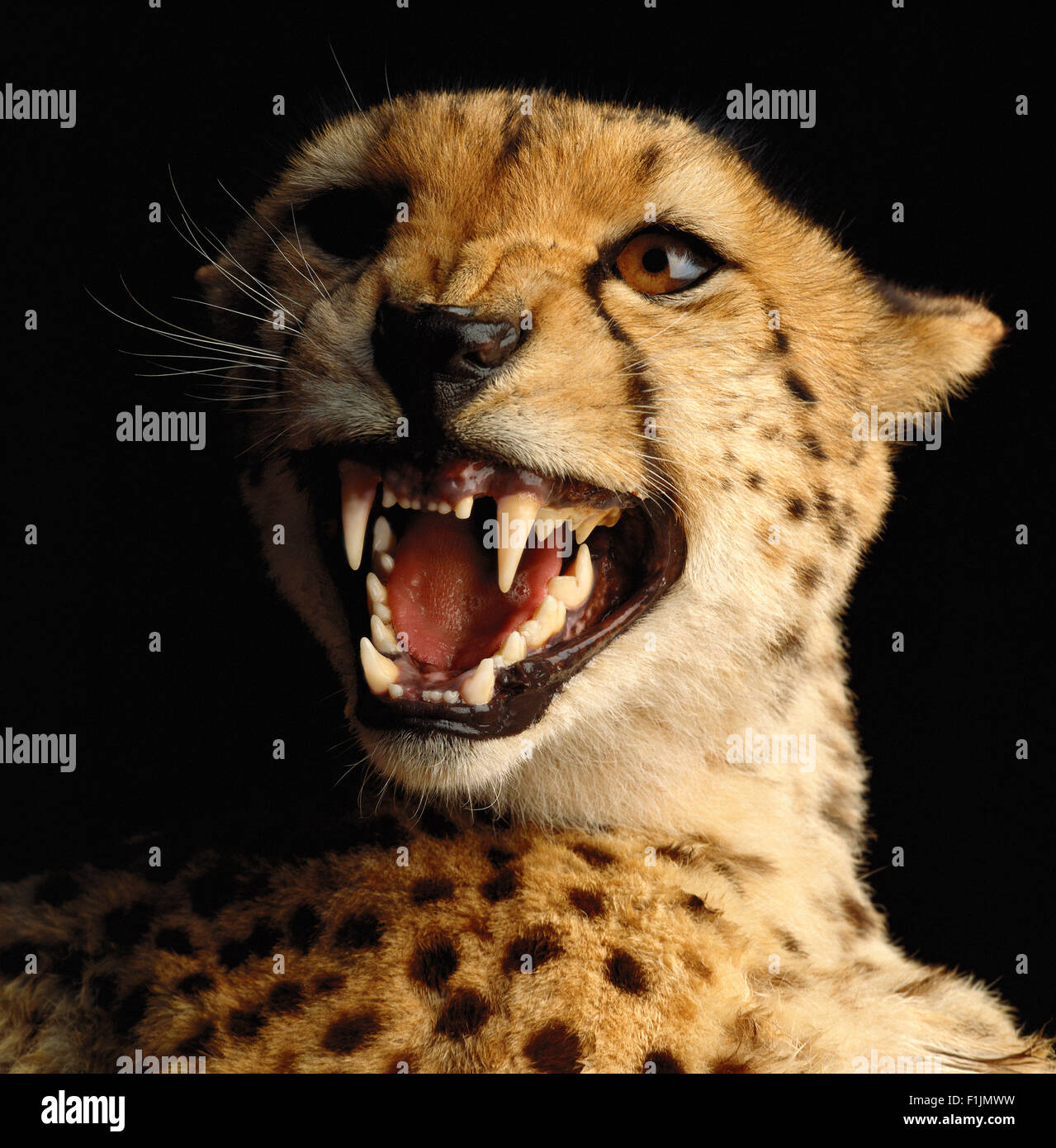 Snarling hi-res stock photography and images - Alamy