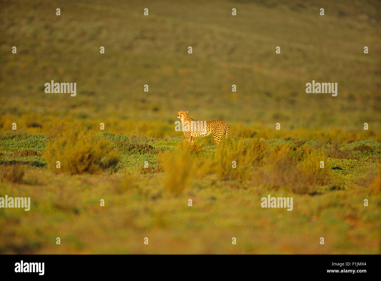 Cheetah standing hi-res stock photography and images - Alamy