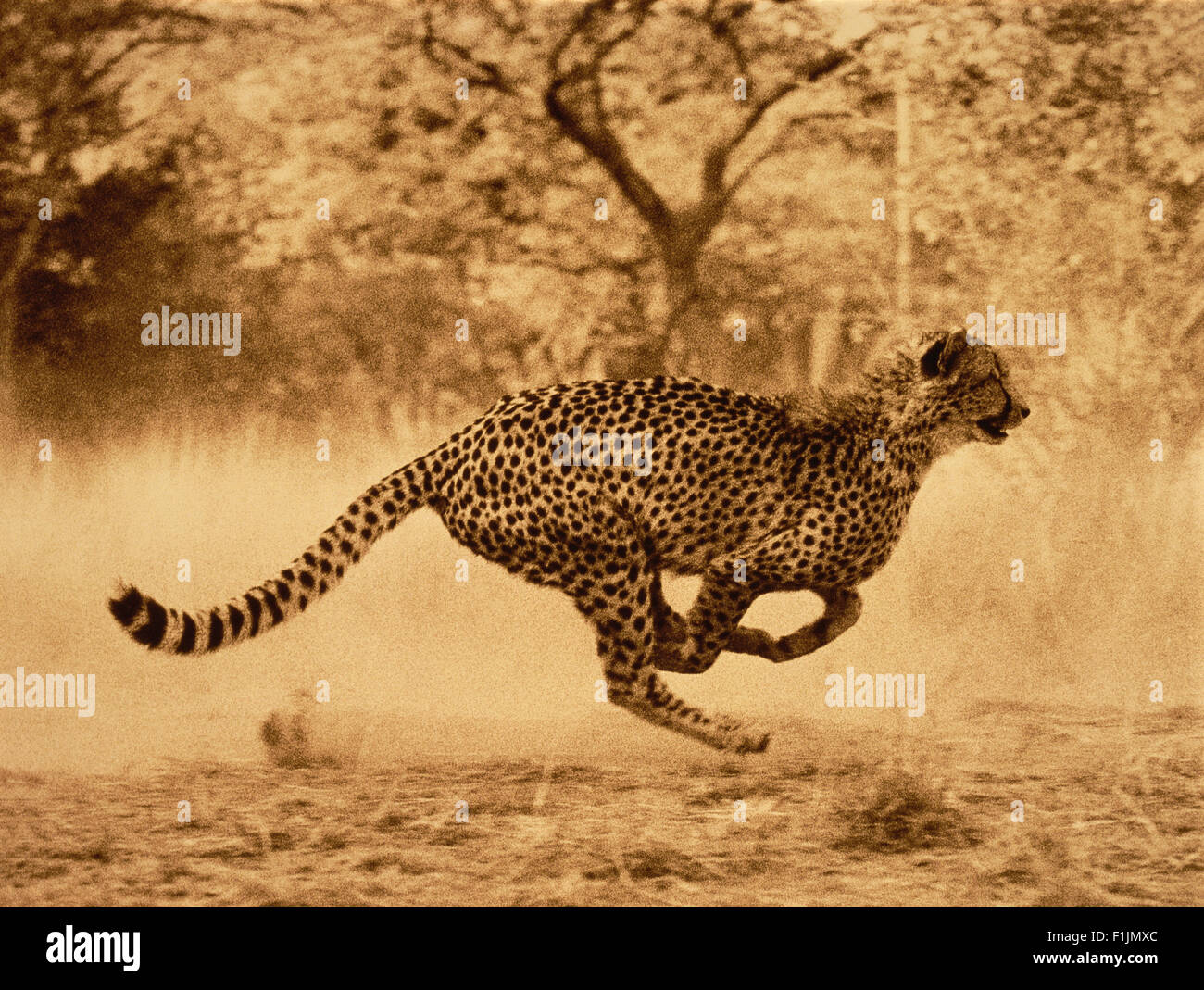 Cheetah Running High Resolution Stock Photography and Images - Alamy