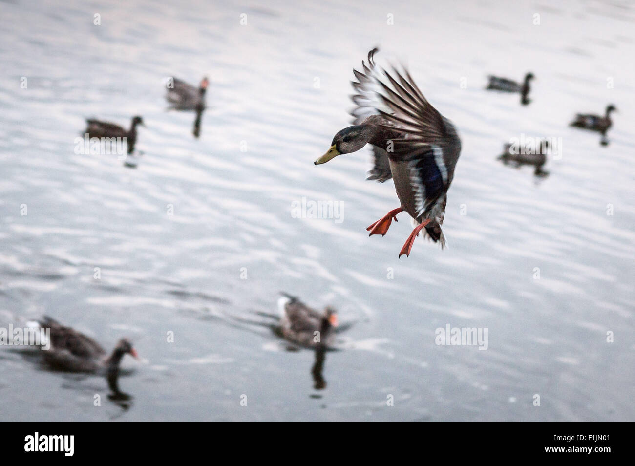 A duck flutters above a river while landing on a wall at the shore, in ...