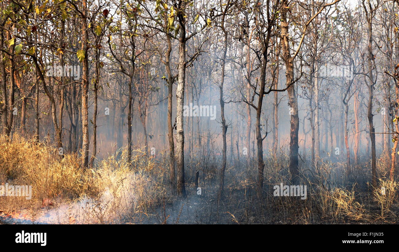 Forest after fire with burned trees in Thailand Stock Photo - Alamy