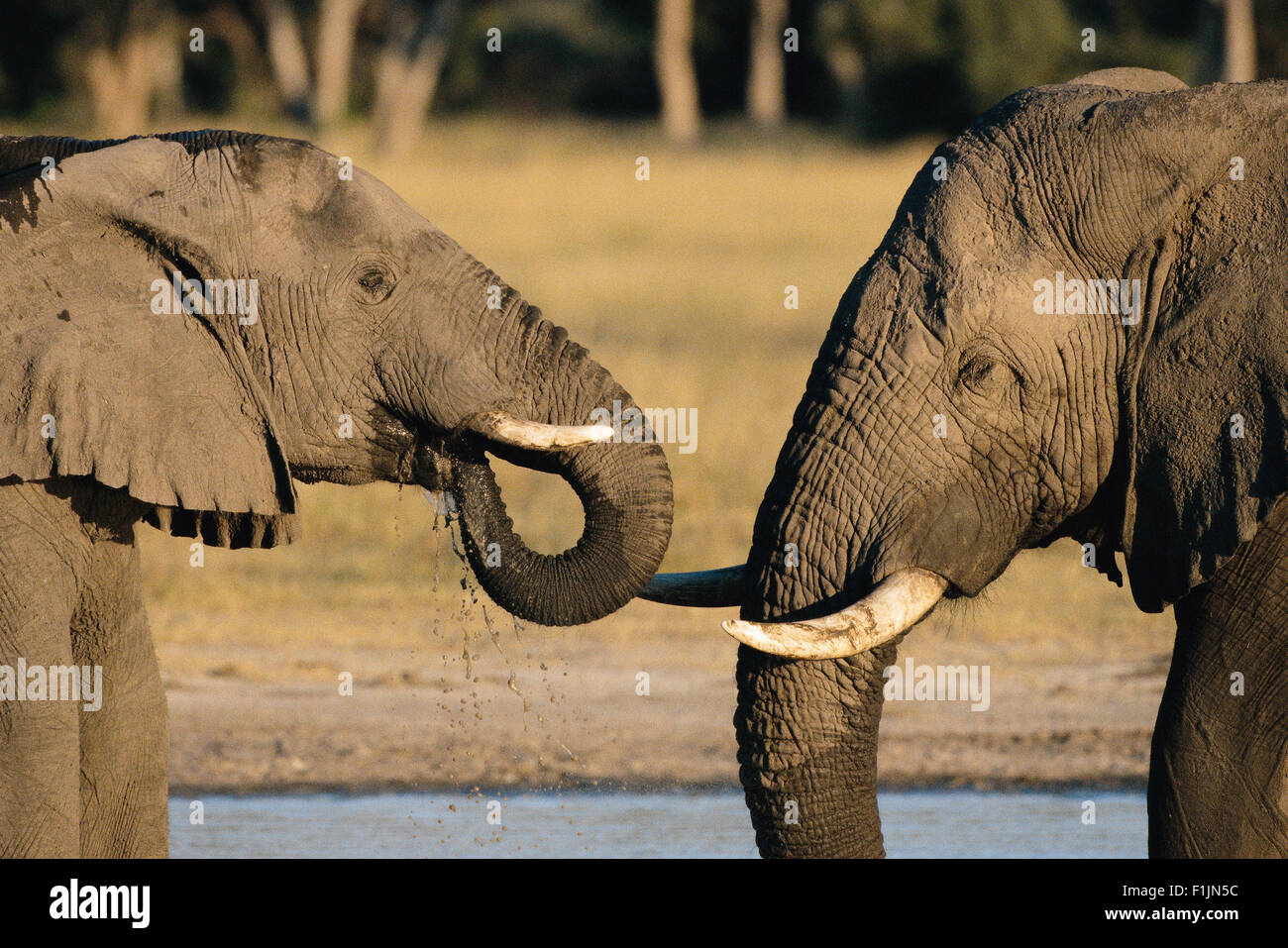 Elephants facing each other hi-res stock photography and images - Alamy