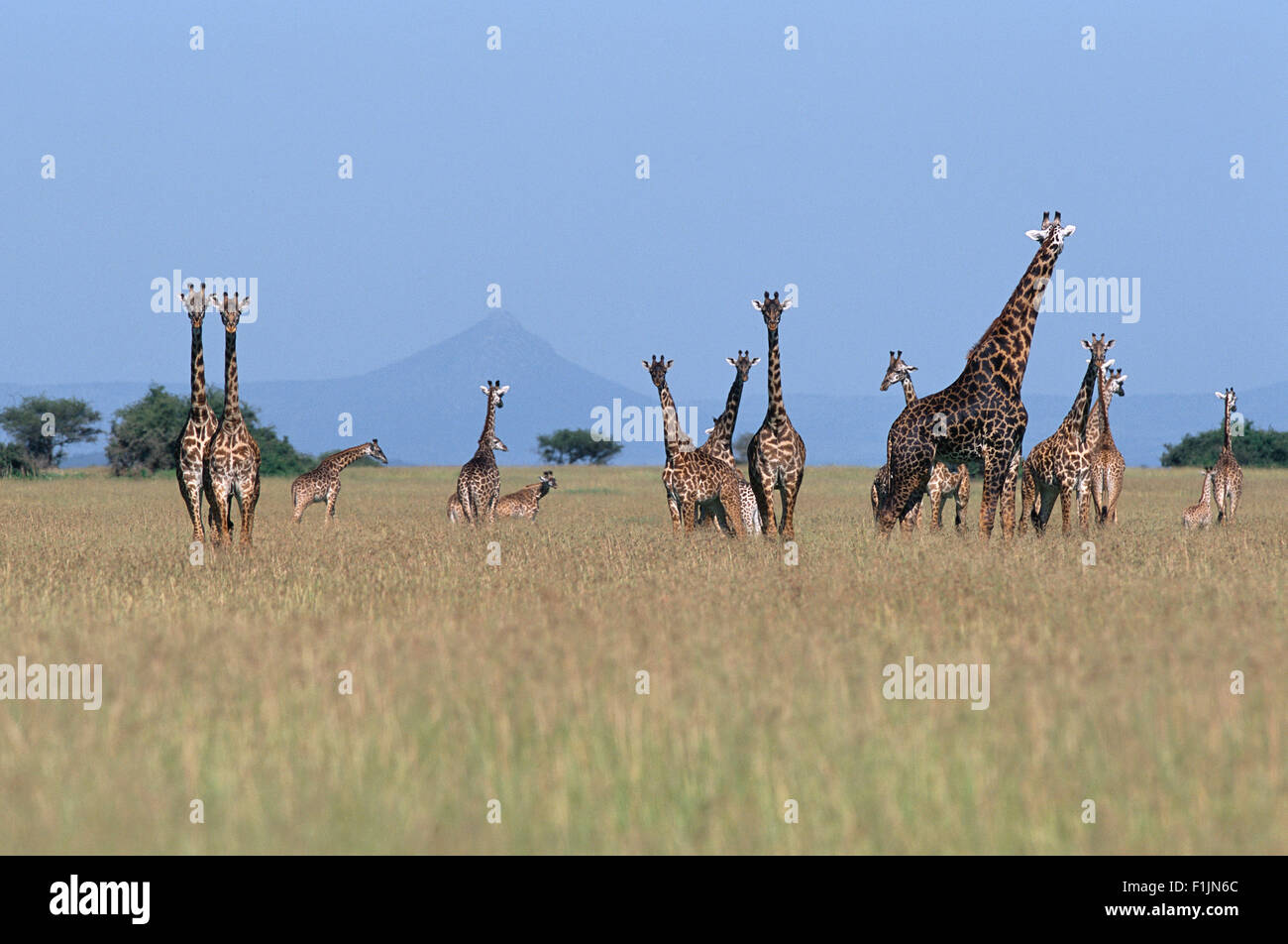Group of Giraffe Stock Photo - Alamy