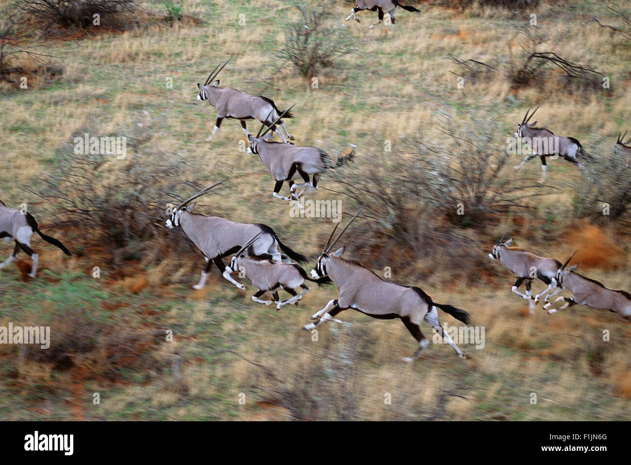 Aerial View of Gemsbok Herd Running, Namibia, Africa Stock Photo - Alamy